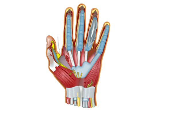 Ulnar Neuropathy and Its Treatment - Neuropathy Program