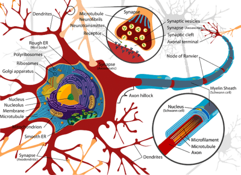 What Is Peripheral Neuropathy, What Causes It and How to Prevent It ...